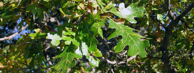 Oak Shrublands | Colorado State Forest Service | Colorado State University