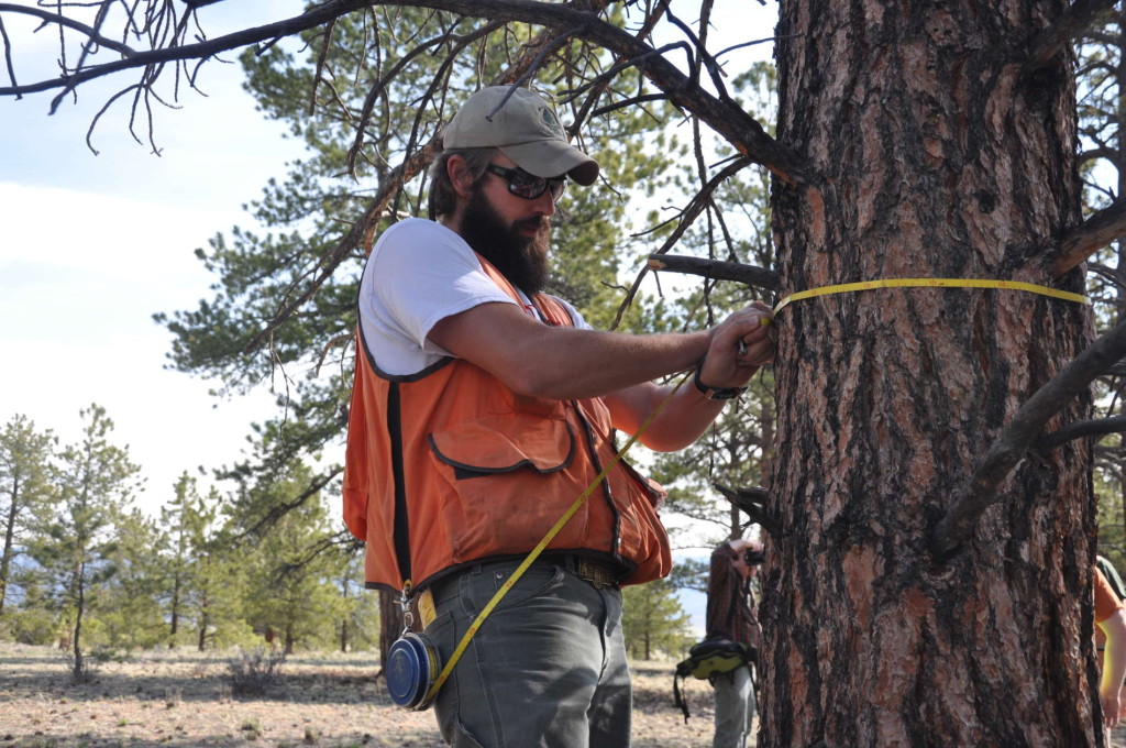 Forest Health & Management | Colorado State Forest Service | Colorado ...
