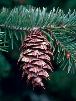 Colorado's Major Tree Species | Colorado State Forest Service ...