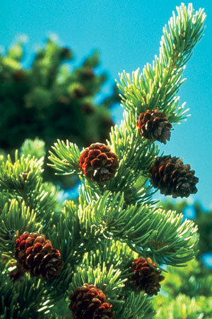 Colorado's Major Tree Species | Colorado State Forest Service ...