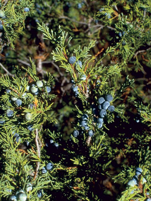 Colorado's Major Tree Species | Colorado State Forest Service ...