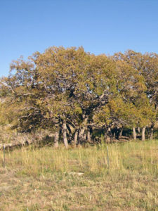 Colorado's Major Tree Species | Colorado State Forest Service ...
