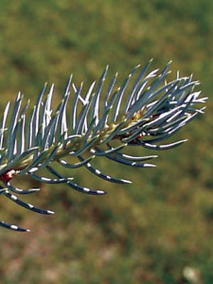 Colorado's Major Tree Species | Colorado State Forest Service ...