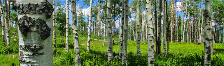 Common Insects & Diseases of Aspen | Colorado State Forest Service ...
