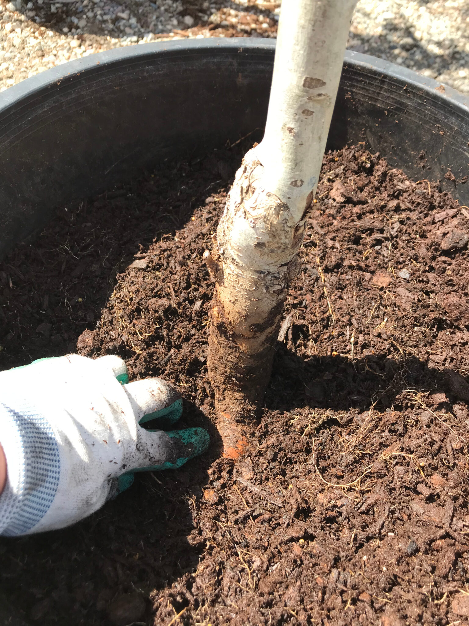 Step|by|Step Guide to Planting Container Trees | Colorado State Forest ...