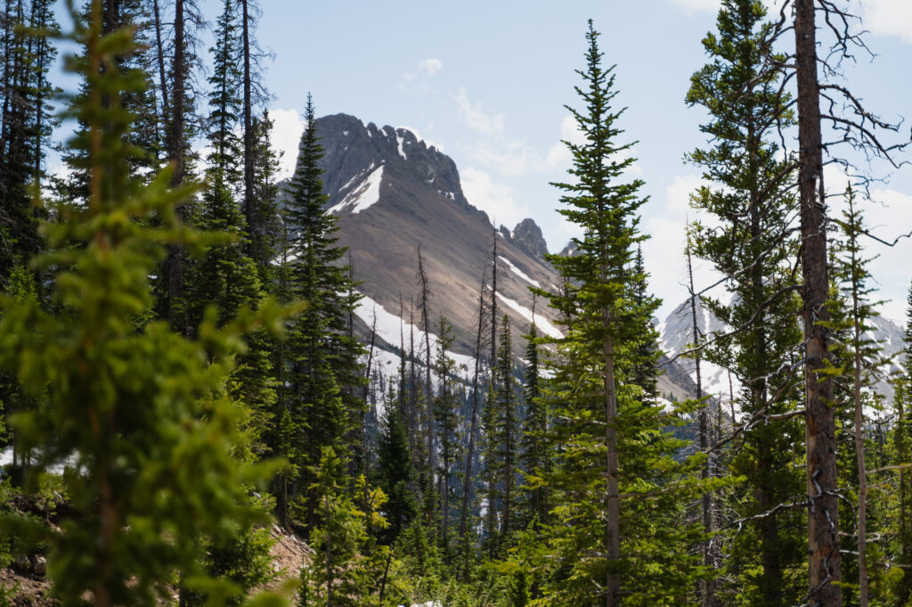 Carbon in Colorado's Forests | Colorado State Forest Service | Colorado ...